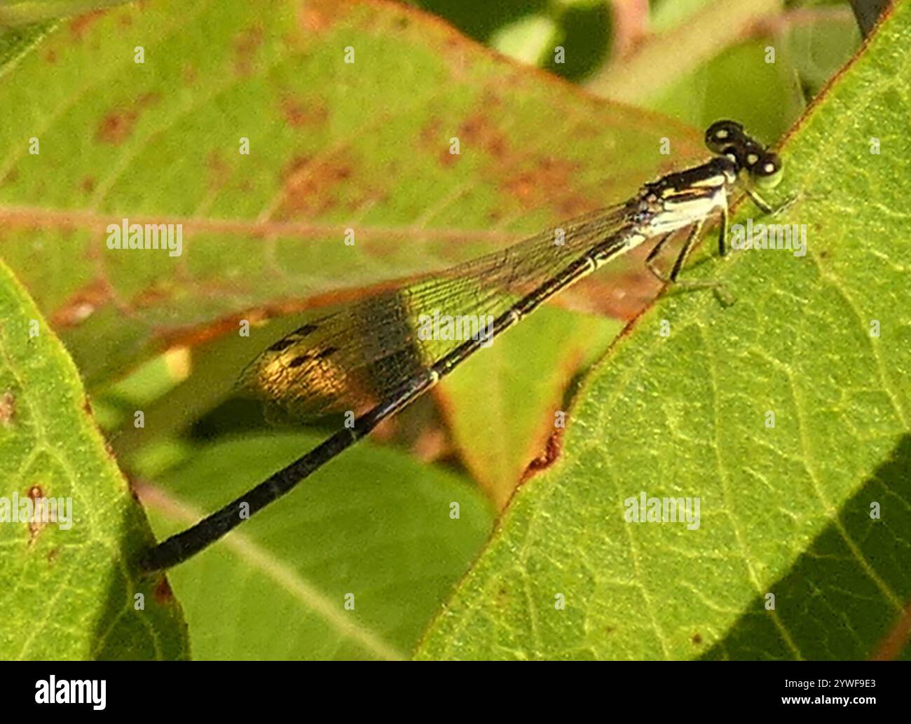 Fragile Forktail (Ischnura posita Stock Photo - Alamy