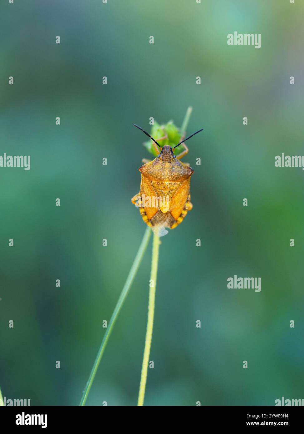 Black-shouldered Shieldbug (Carpocoris purpureipennis Stock Photo - Alamy