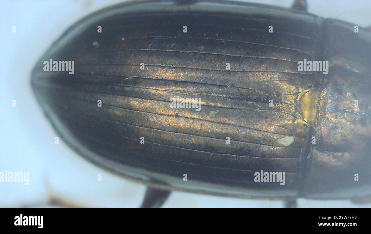 Common Sun Beetle (Amara aenea Stock Photo - Alamy