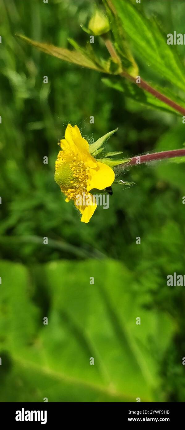 Yellow Avens (Geum aleppicum Stock Photo - Alamy