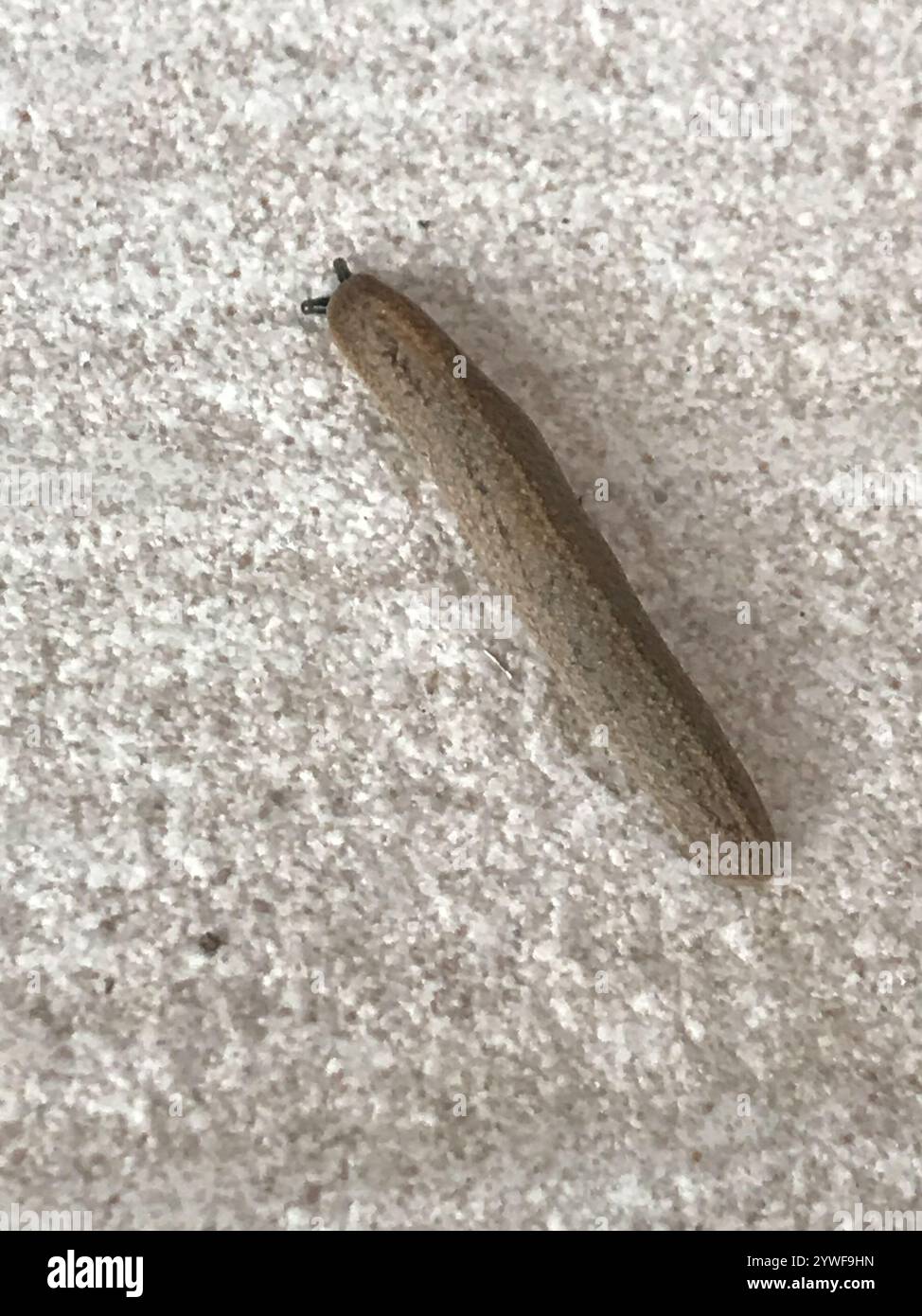 Leatherleaf Slugs (Veronicellidae Stock Photo - Alamy