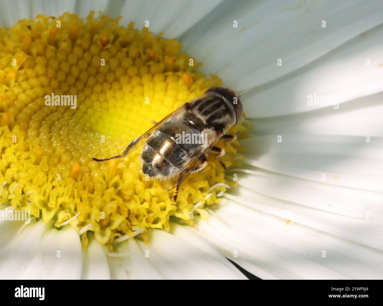 Common Lagoon Fly (Eristalinus aeneus Stock Photo - Alamy