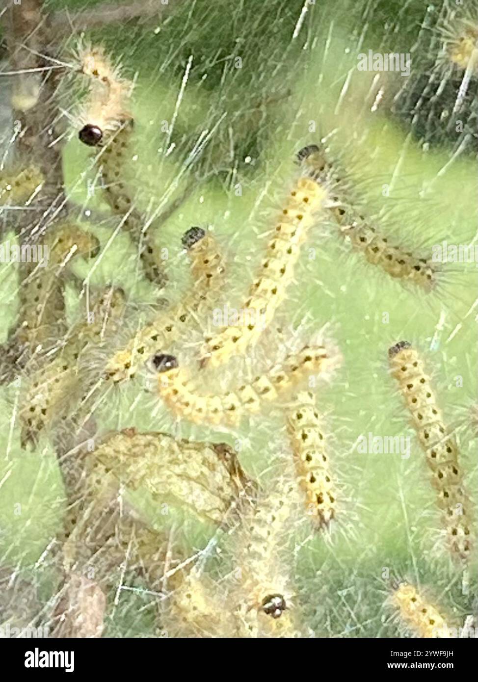 Fall Webworm Moth (Hyphantria cunea Stock Photo - Alamy