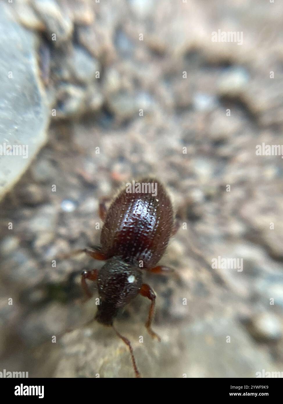 Hairy Spider Weevil (Barypeithes pellucidus Stock Photo - Alamy