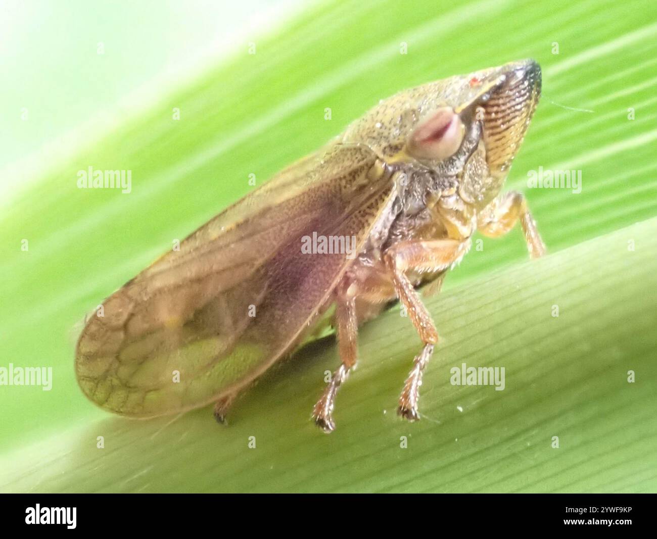 True Hoppers (Auchenorrhyncha Stock Photo - Alamy
