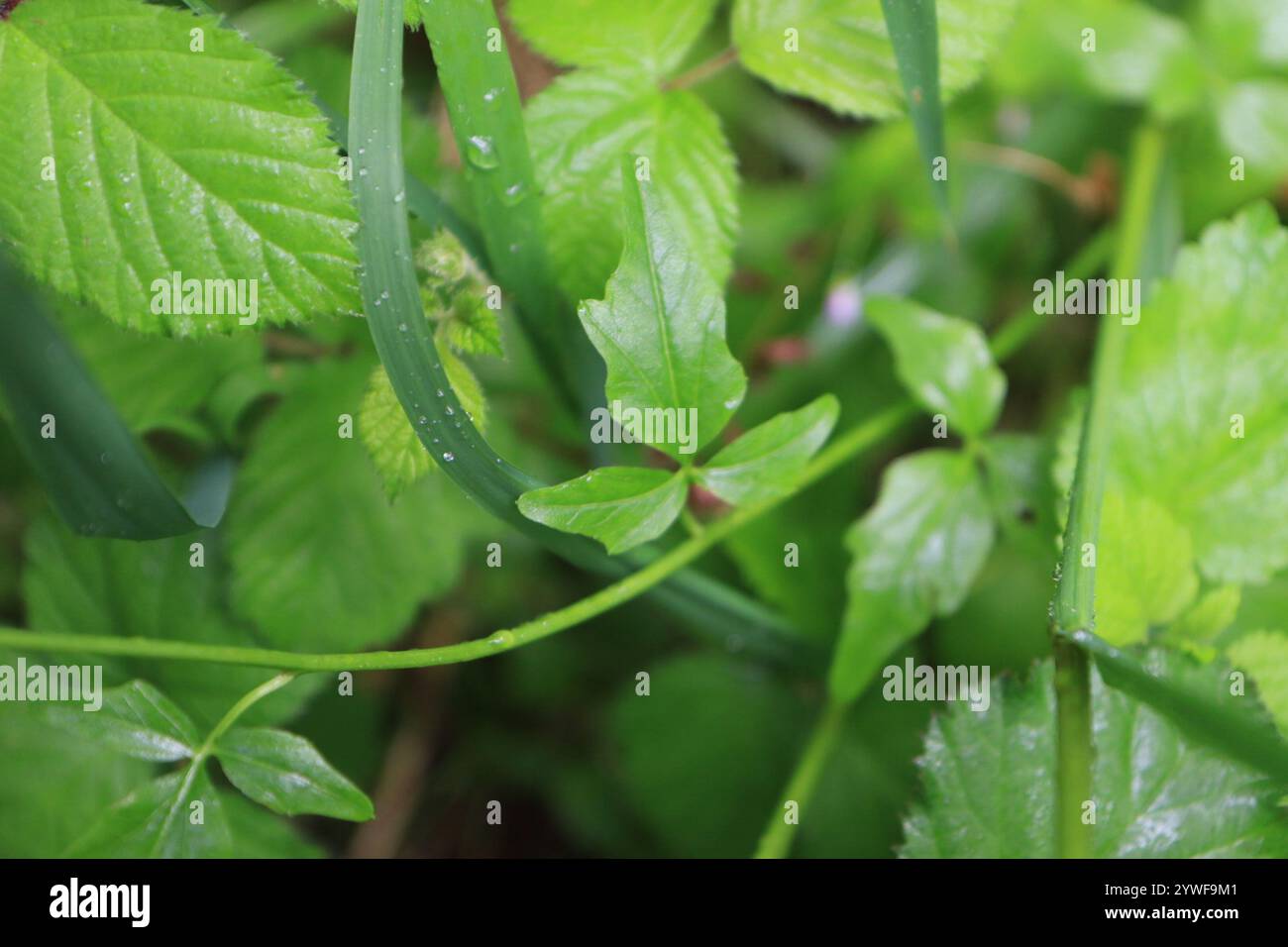 seaside bittercress (Cardamine angulata Stock Photo - Alamy