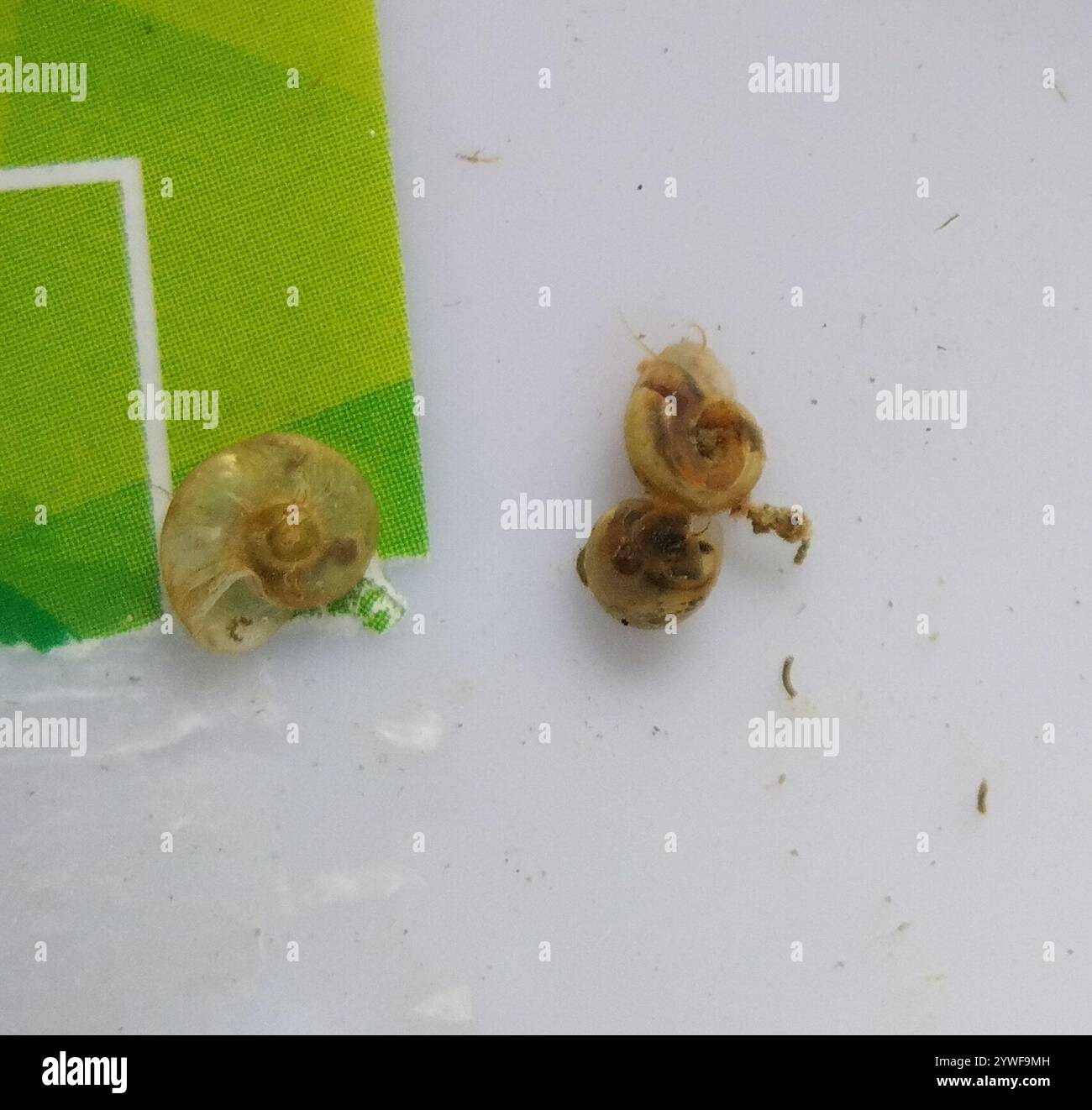 Gyro Snails (Gyraulus Stock Photo - Alamy