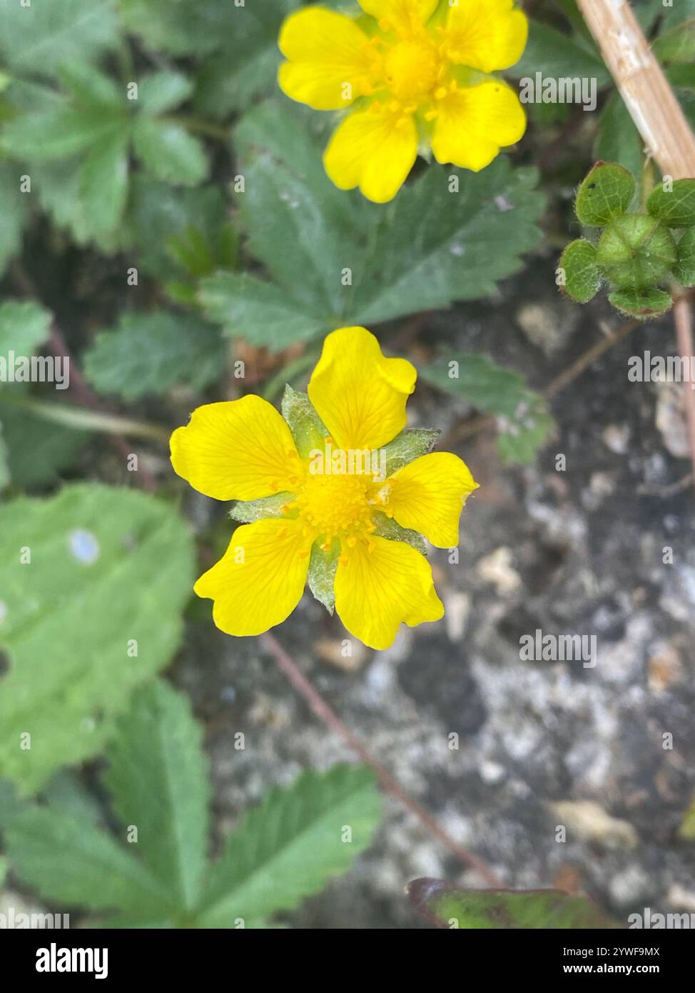Creeping cinquefoil (Potentilla reptans Stock Photo - Alamy