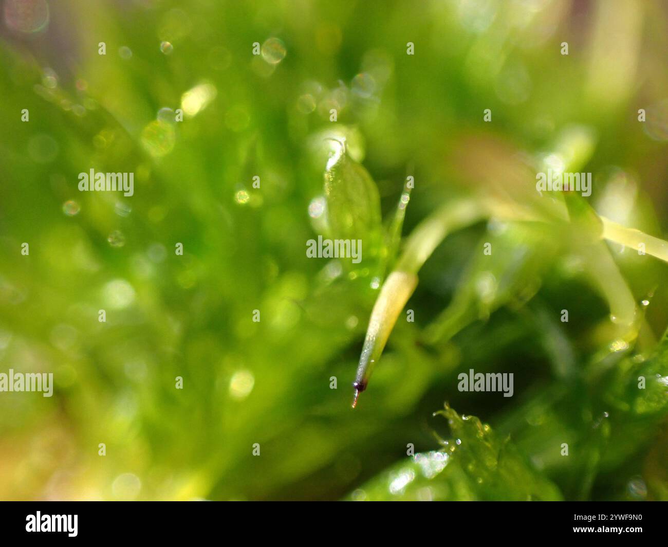 Tetraplodon mnioides hi-res stock photography and images - Alamy