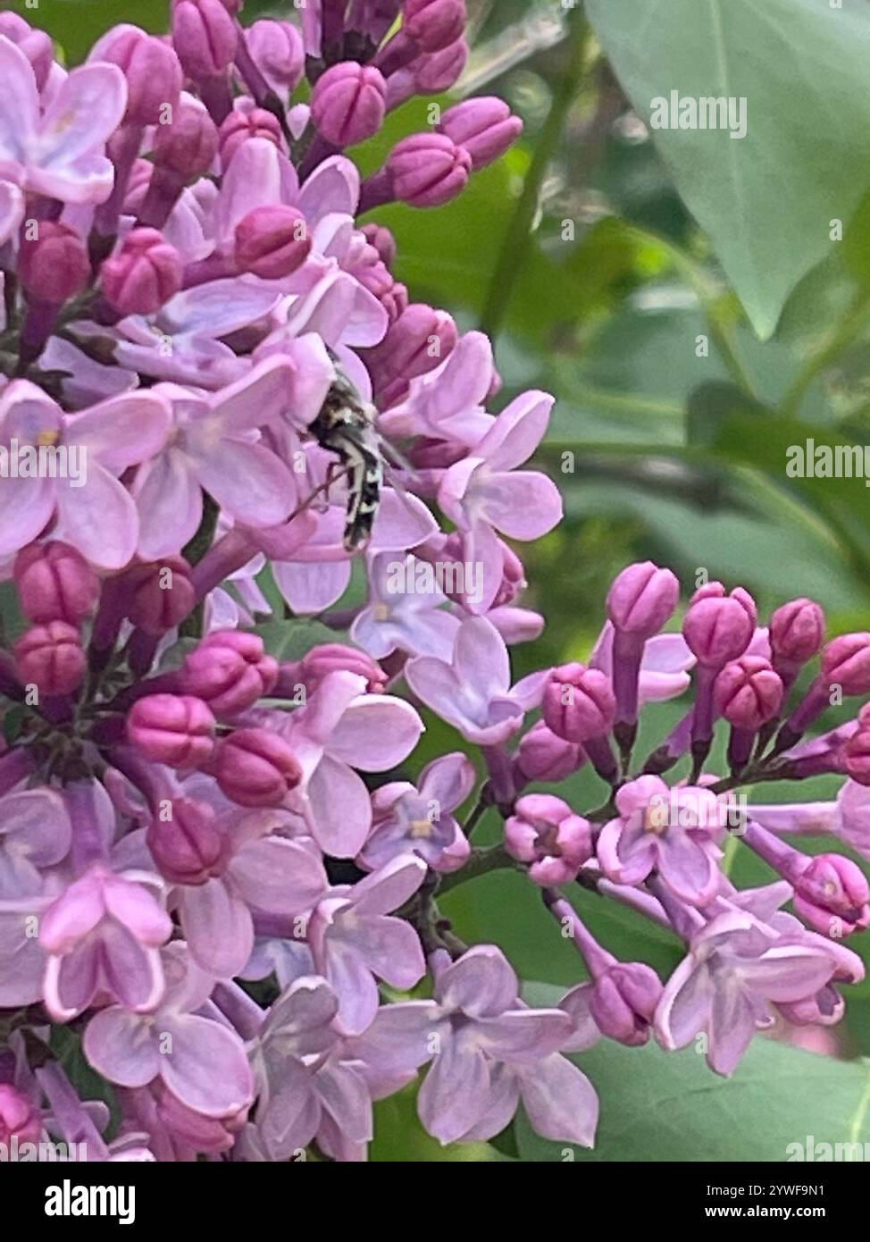 White-bowed Smoothwing (Scaeva affinis Stock Photo - Alamy