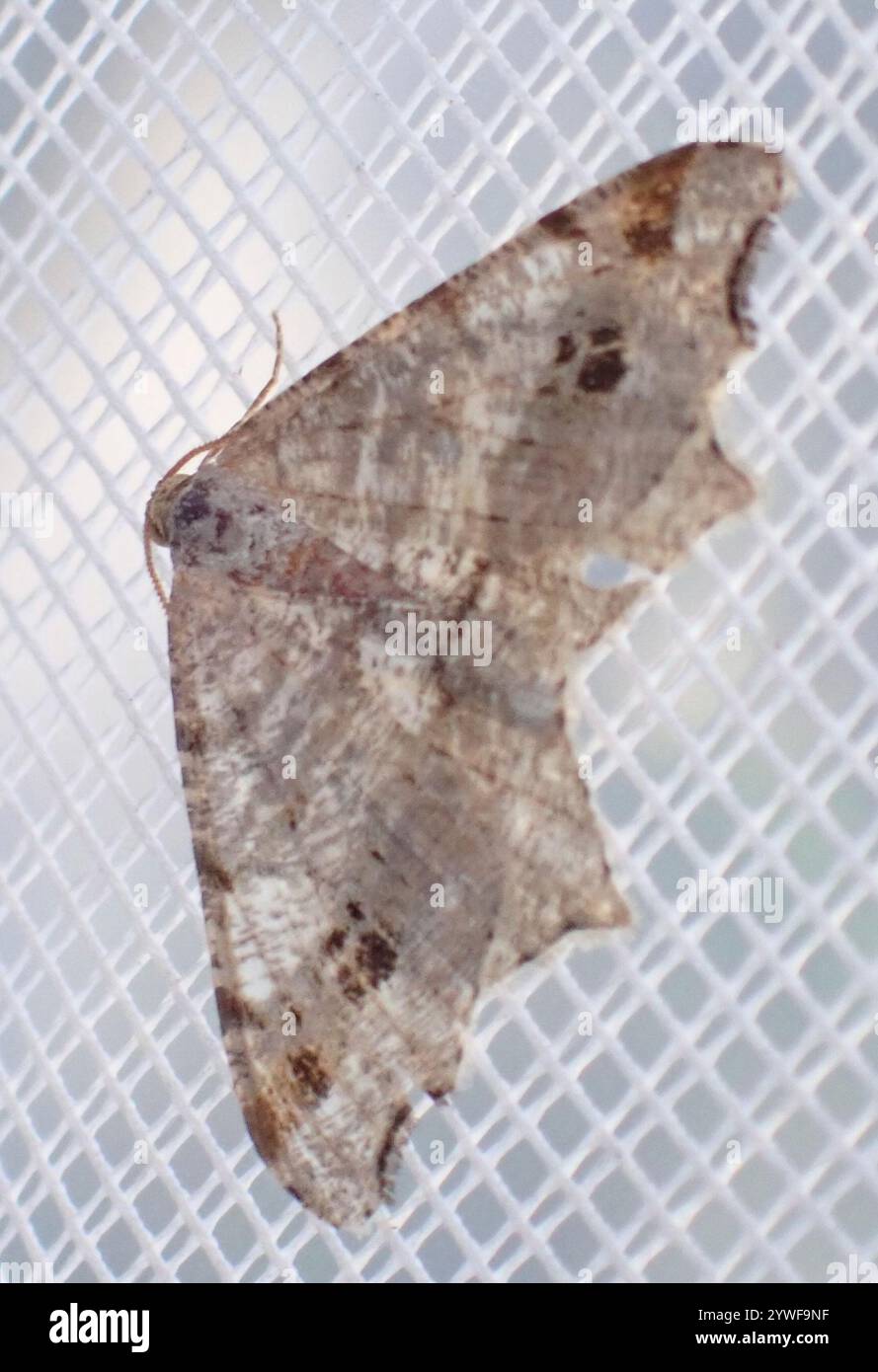 Sharp-angled Peacock Moth (Macaria alternata Stock Photo - Alamy