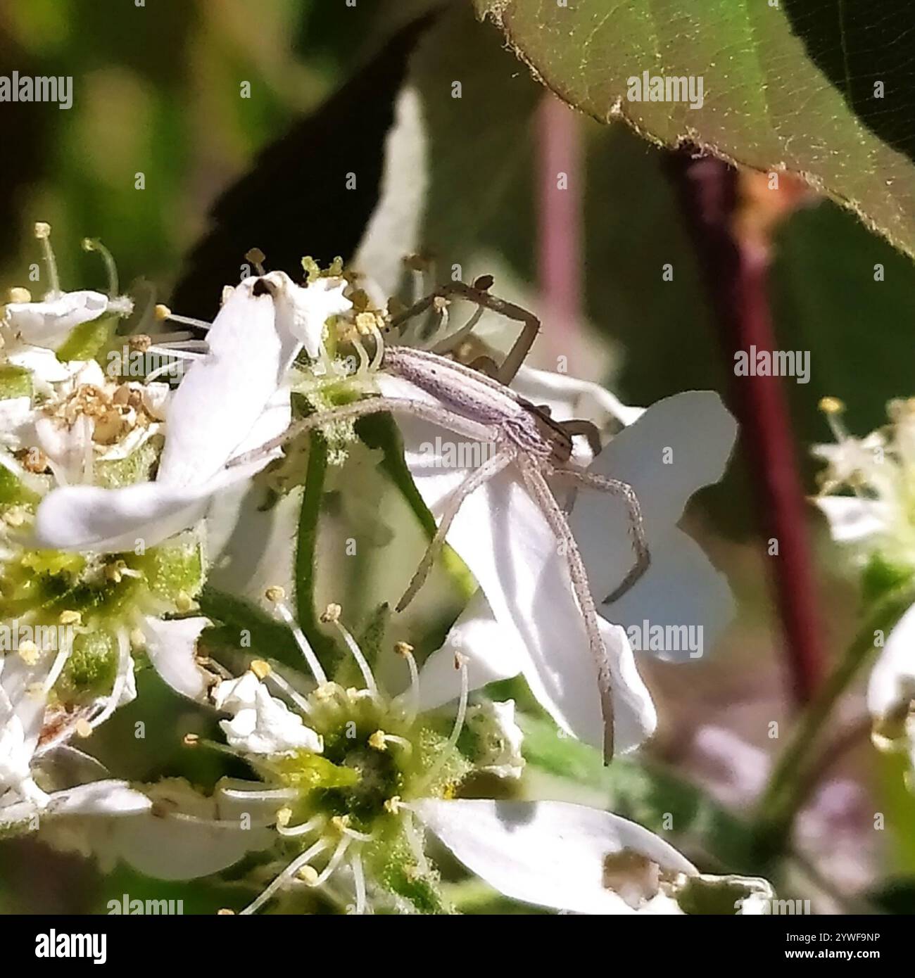 Slender Crab Spiders (Tibellus Stock Photo - Alamy