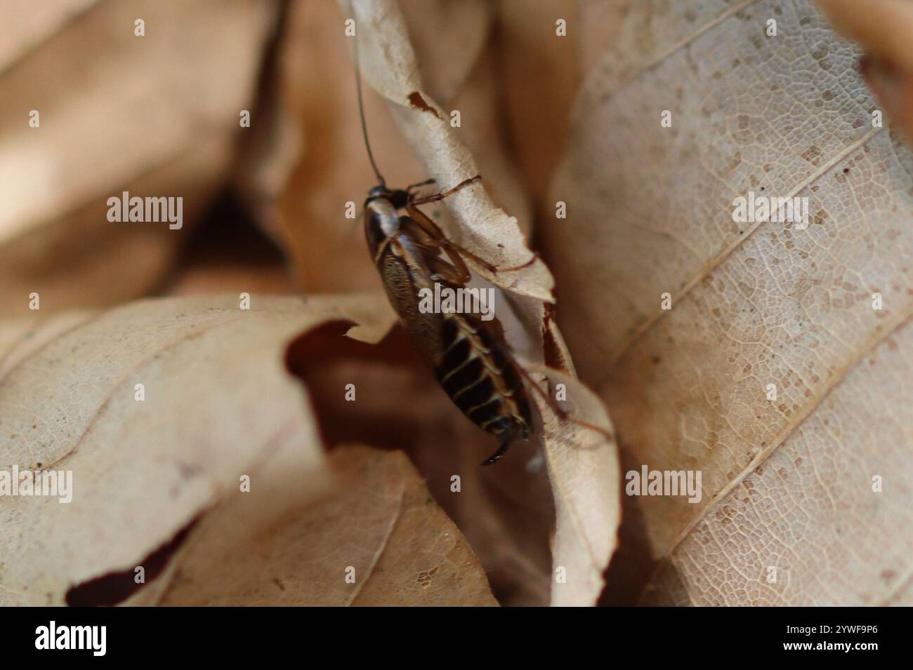 Forest Cockroach (Ectobius sylvestris Stock Photo - Alamy
