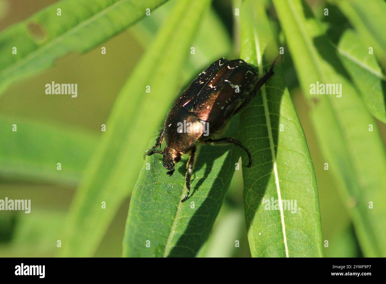 Copper Chafer (Protaetia cuprea Stock Photo - Alamy