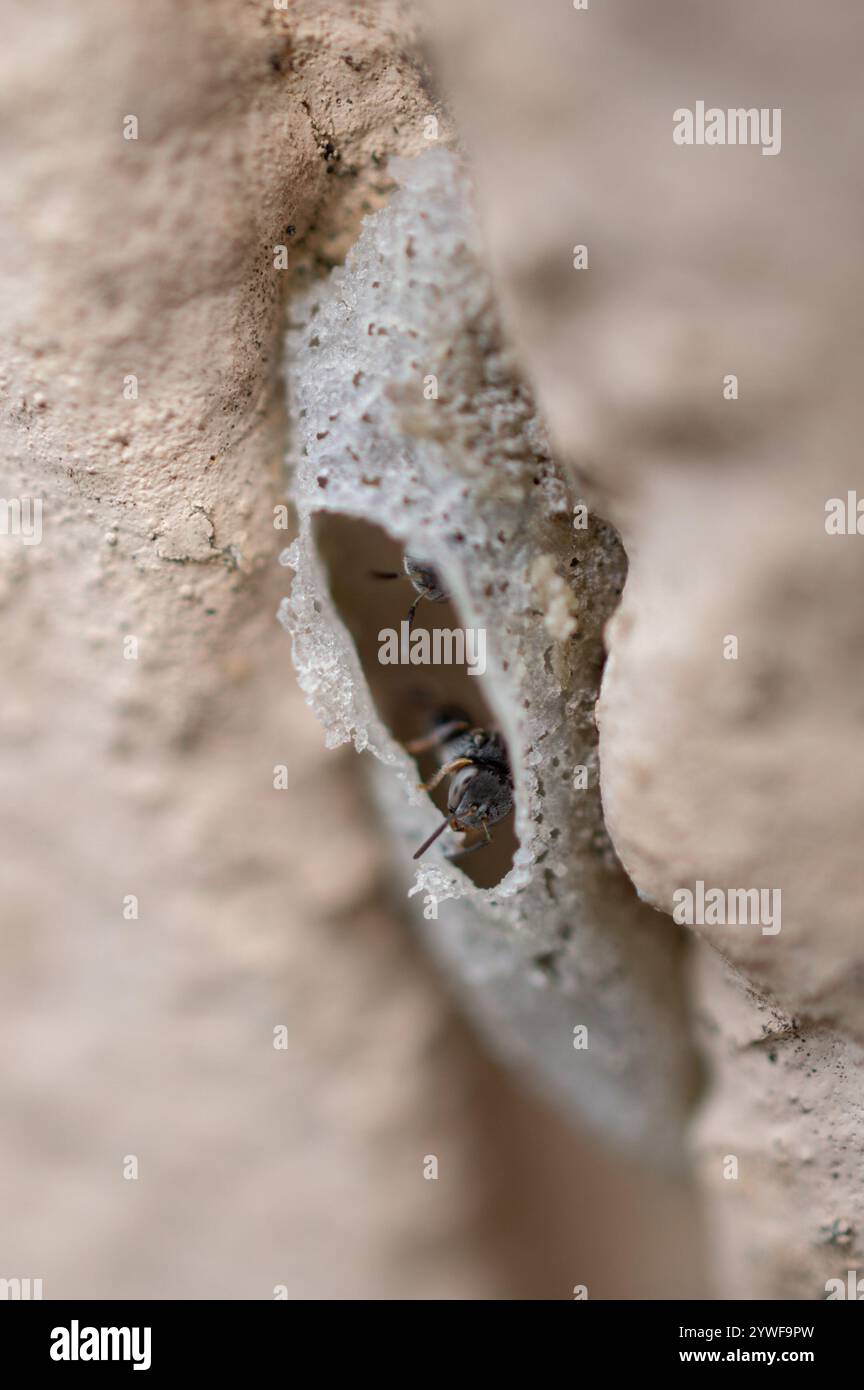 Stingless Bees (Meliponini Stock Photo - Alamy