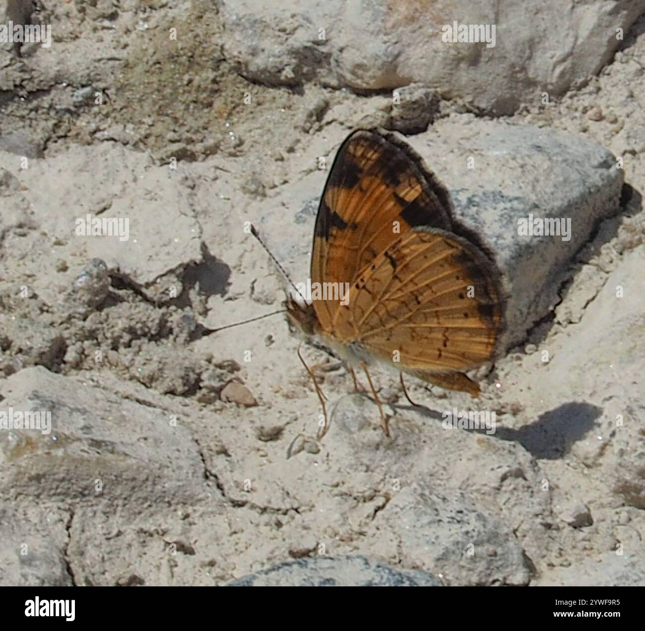 Pearl Crescent (Phyciodes tharos Stock Photo - Alamy