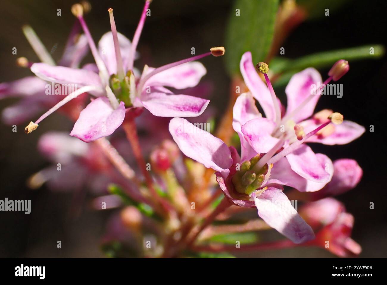 False Buchu (Agathosma ovata Stock Photo - Alamy