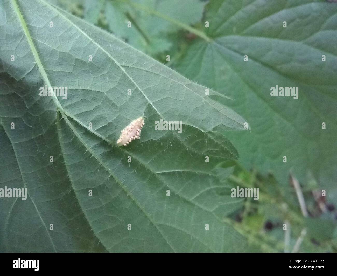Nettle Clustercup Rust fungus (Puccinia urticata Stock Photo - Alamy