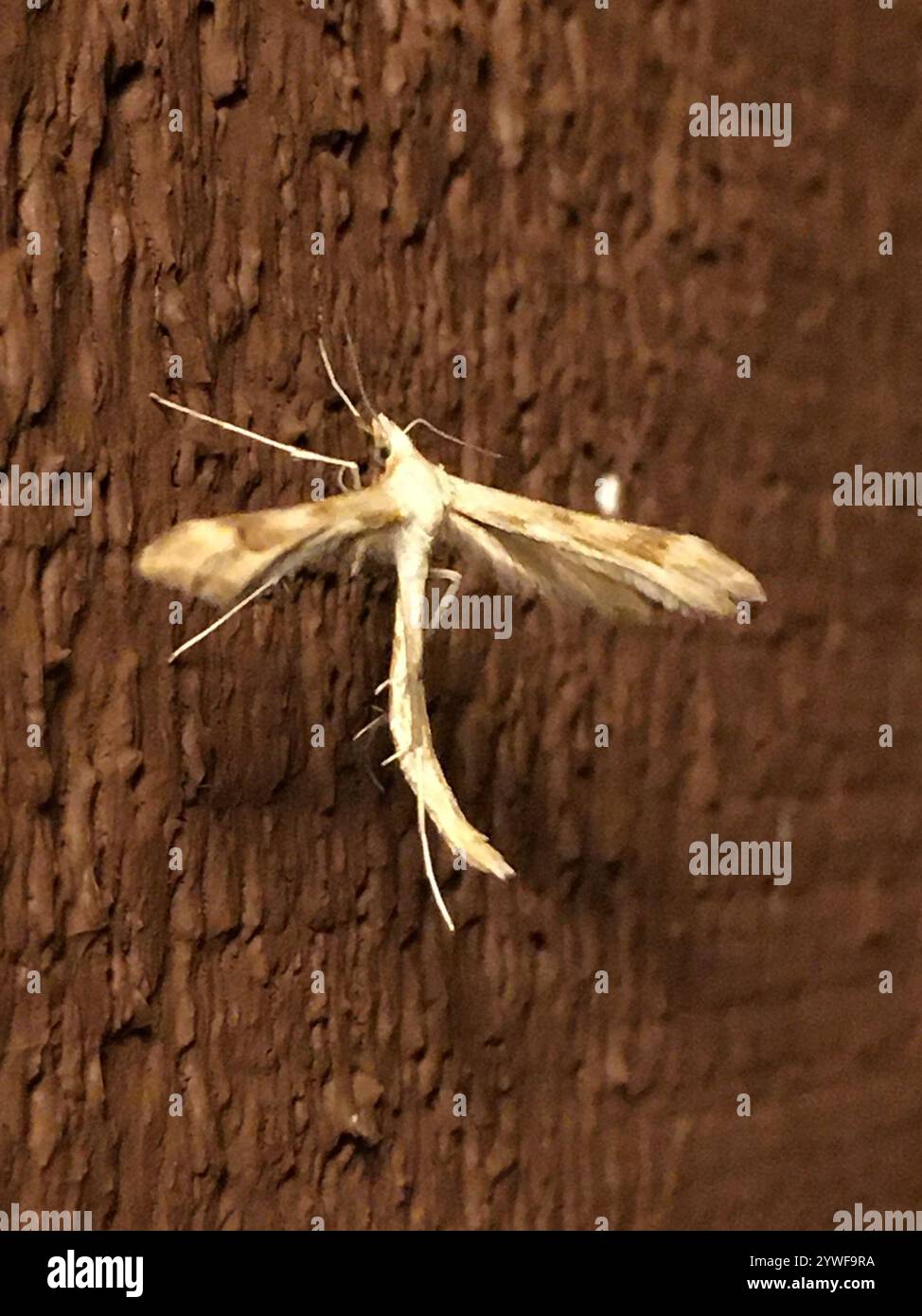 Yarrow Plume Moth (Gillmeria pallidactyla Stock Photo - Alamy