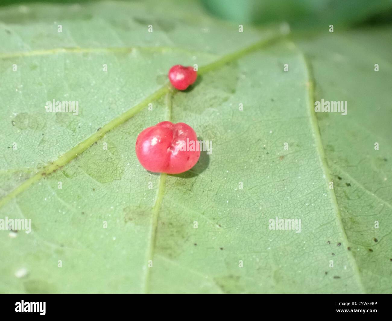 Pea Gall Wasp (Cynips divisa Stock Photo - Alamy