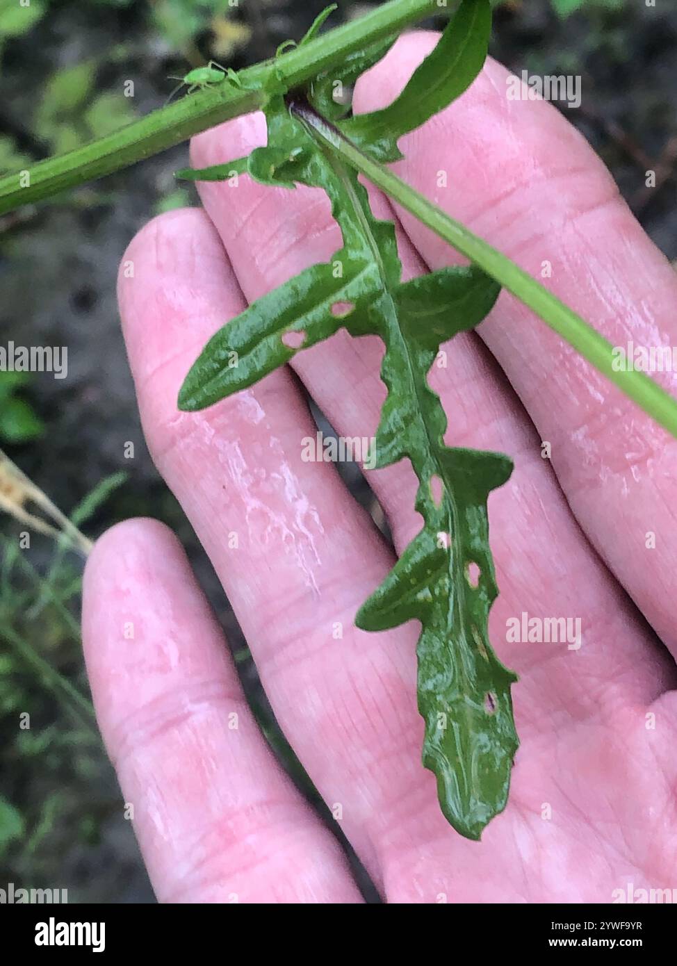 Marsh Ragwort (Jacobaea aquatica Stock Photo - Alamy