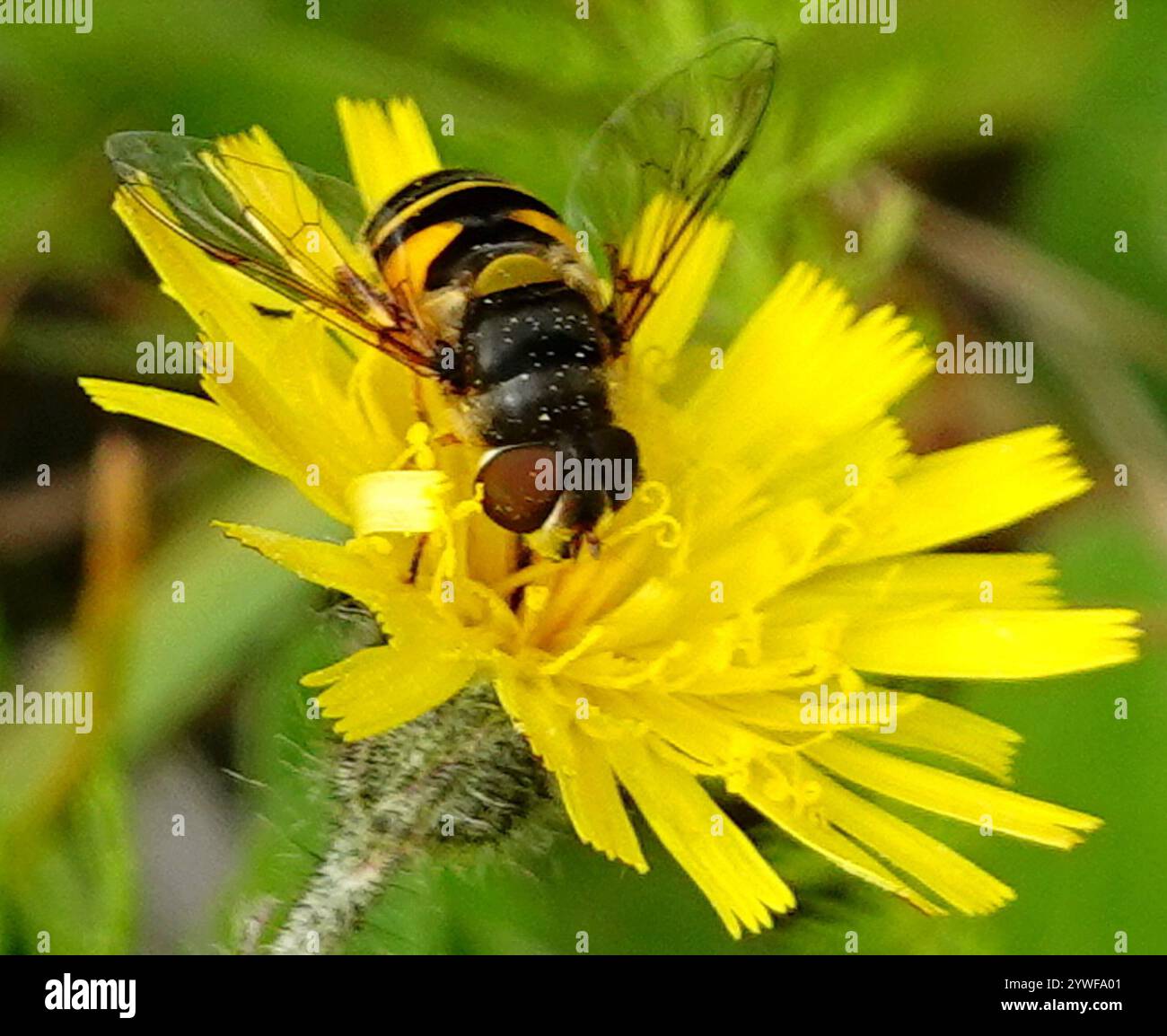 Transverse-banded Flower Fly (Eristalis transversa Stock Photo - Alamy