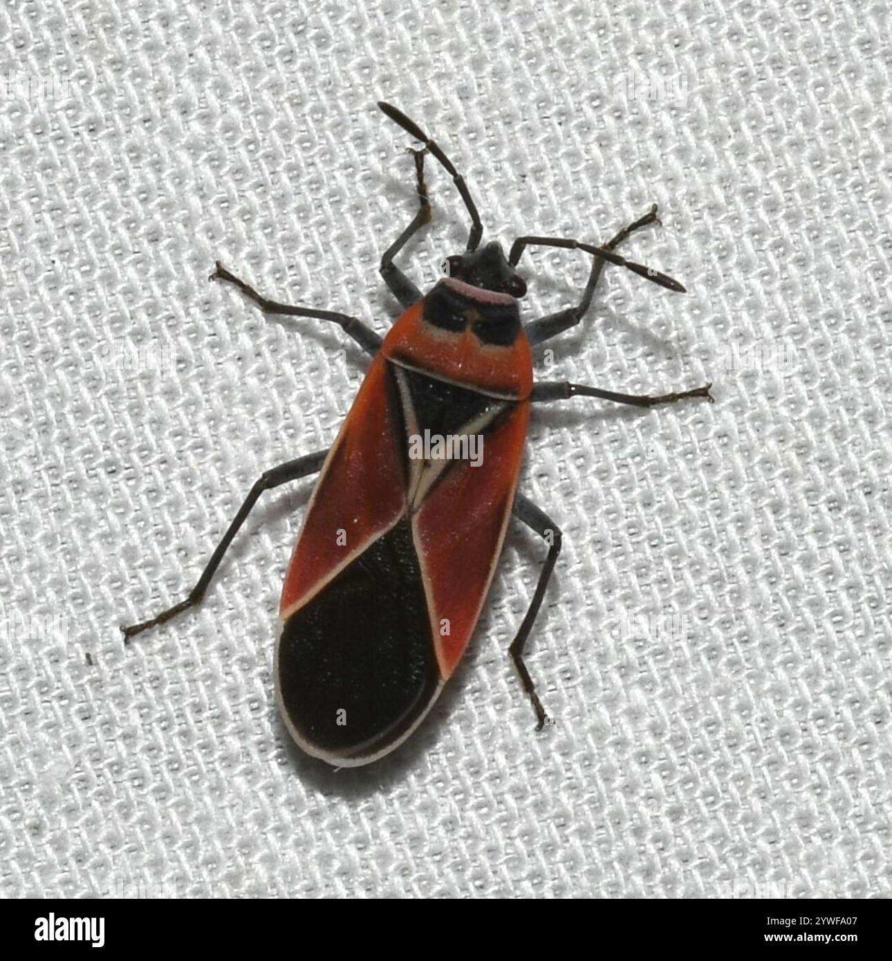 White-crossed Seed Bug (Neacoryphus bicrucis Stock Photo - Alamy