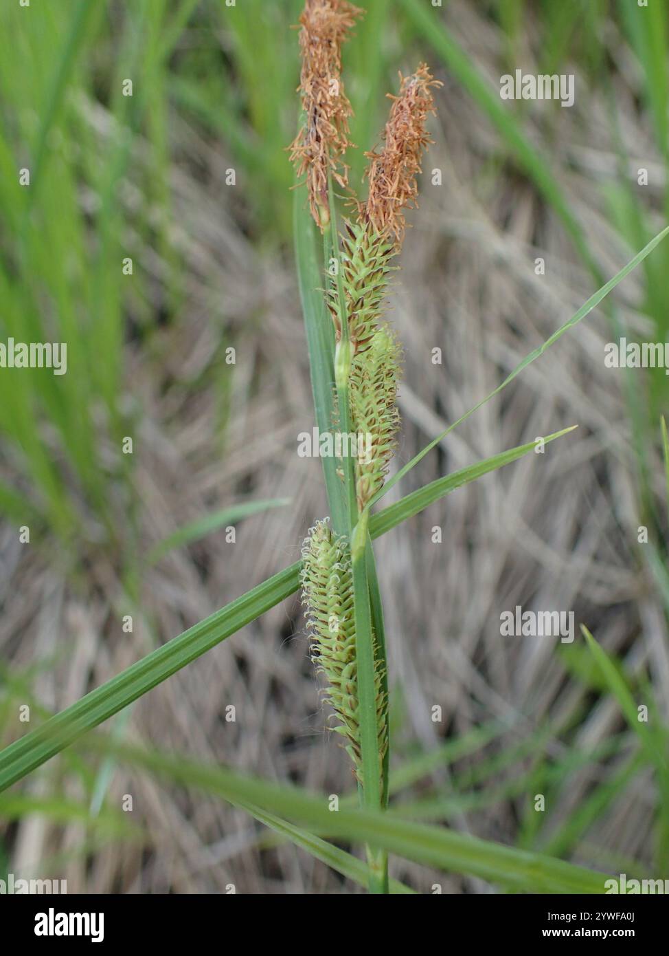 tussock sedge (Carex stricta Stock Photo - Alamy