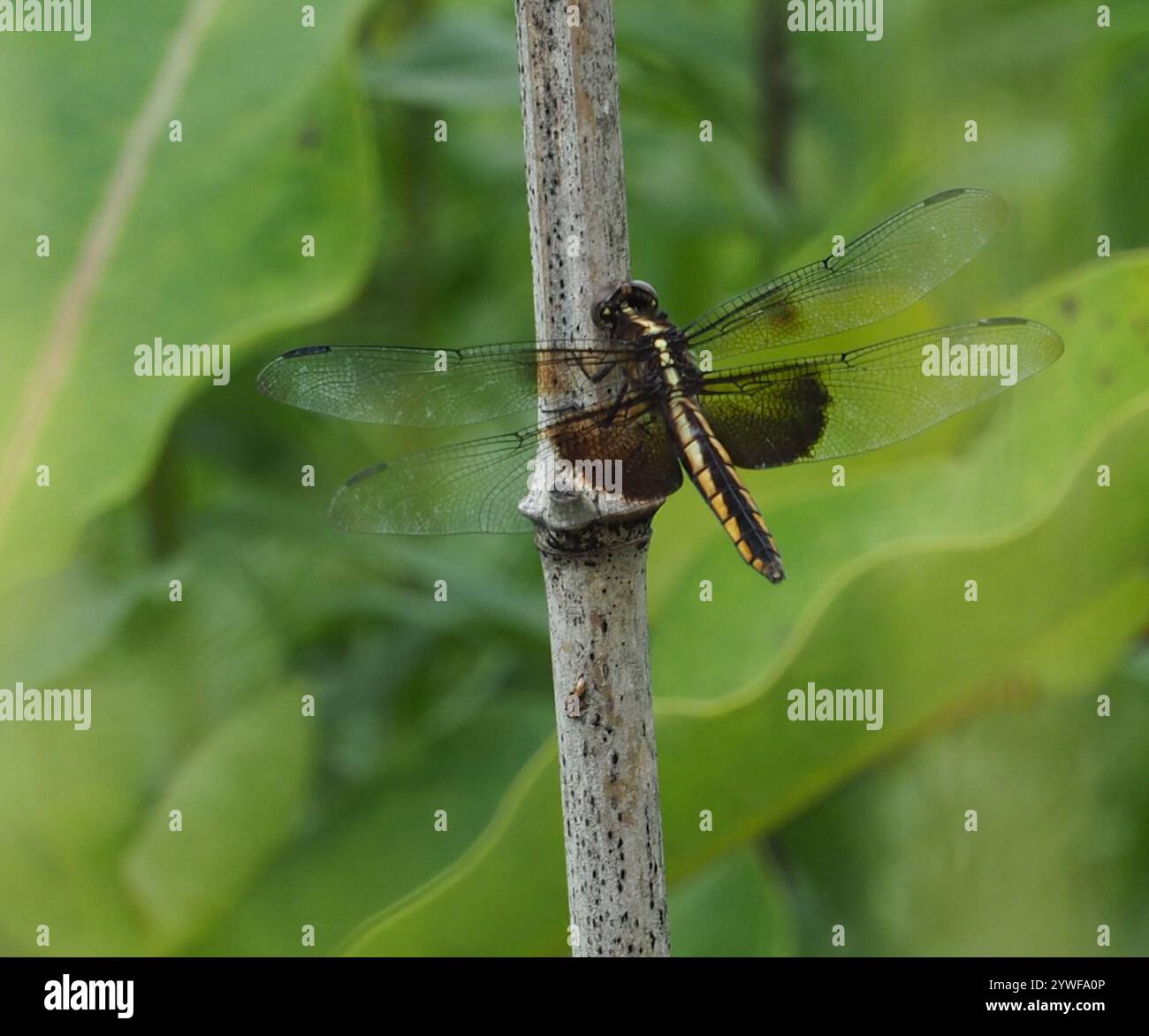 Widow Skimmer (Libellula luctuosa Stock Photo - Alamy