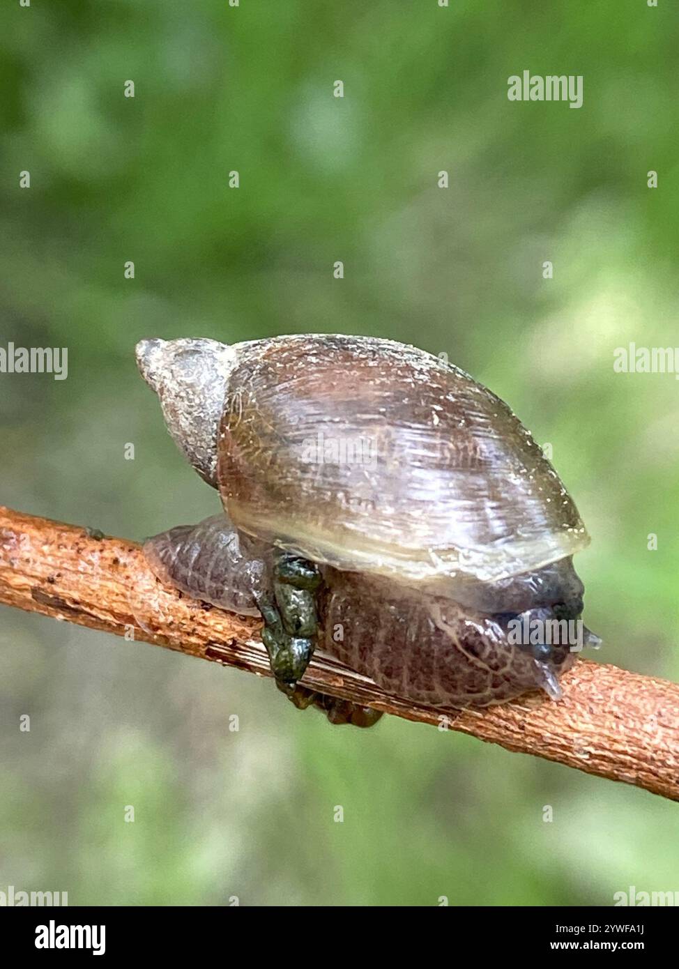 Common European Ambersnail (Succinea putris Stock Photo - Alamy