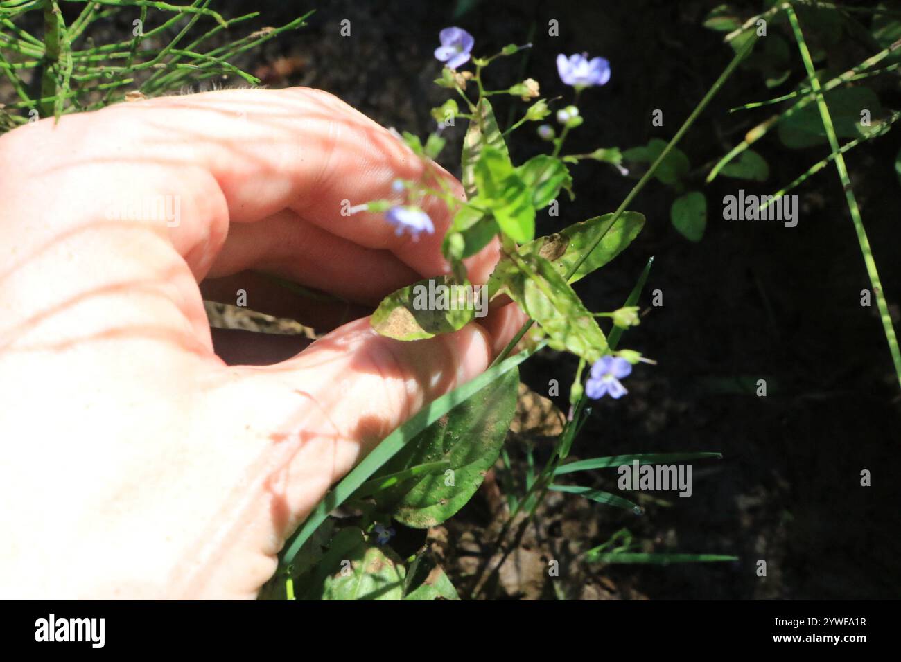 American brooklime hi-res stock photography and images - Alamy