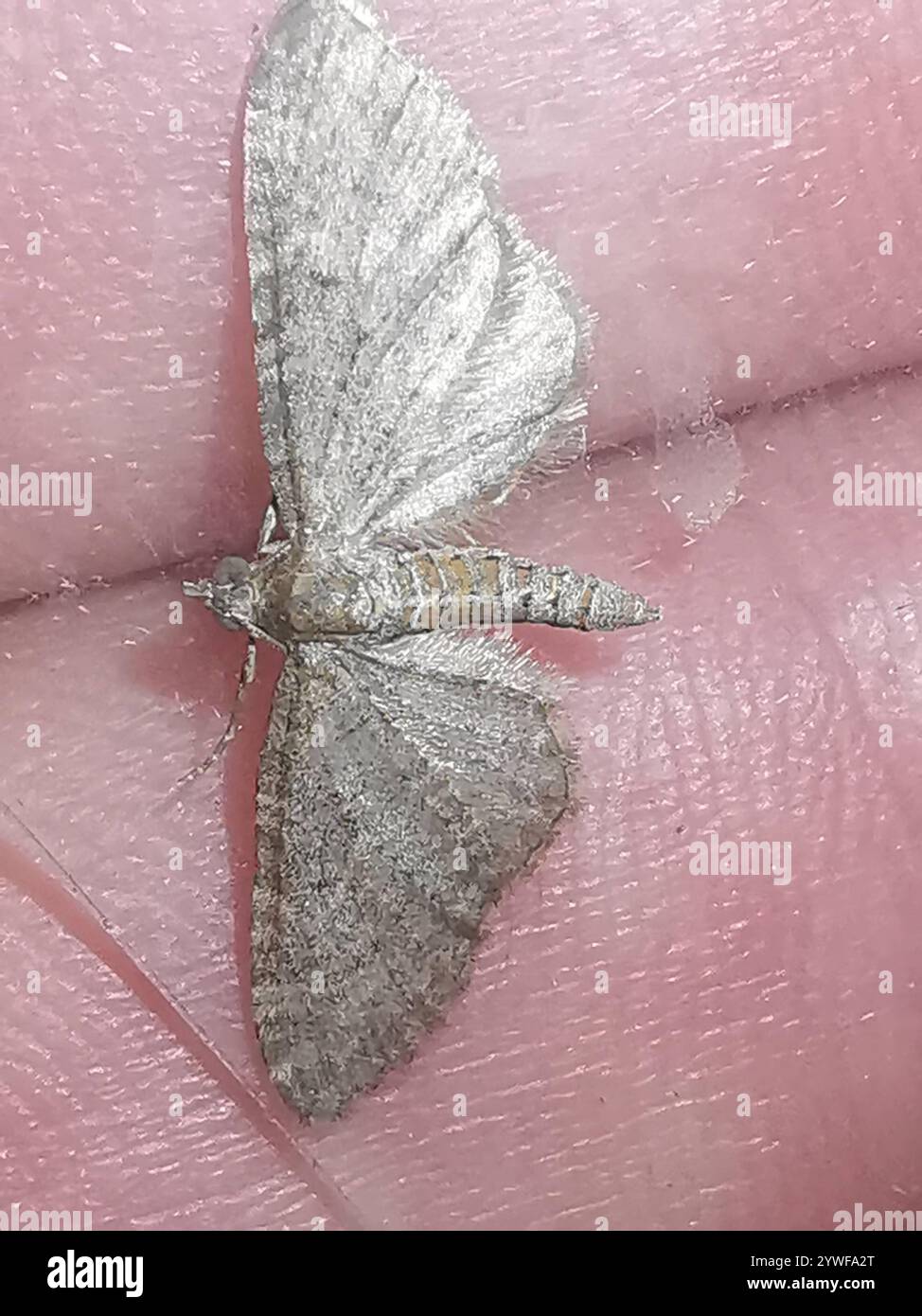 Pug Moths (Eupithecia Stock Photo - Alamy