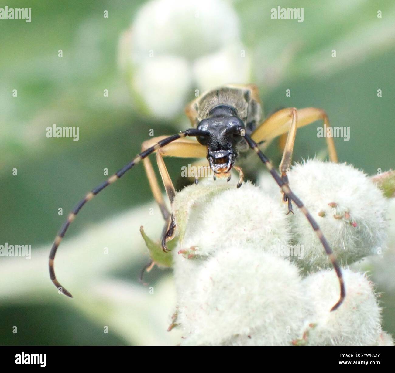 Spotted Longhorn Beetle (Rutpela maculata Stock Photo - Alamy