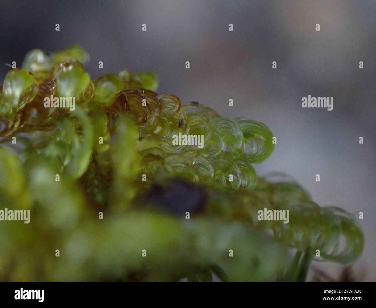 Sickle-leaved Hook-moss (Sanionia uncinata Stock Photo - Alamy