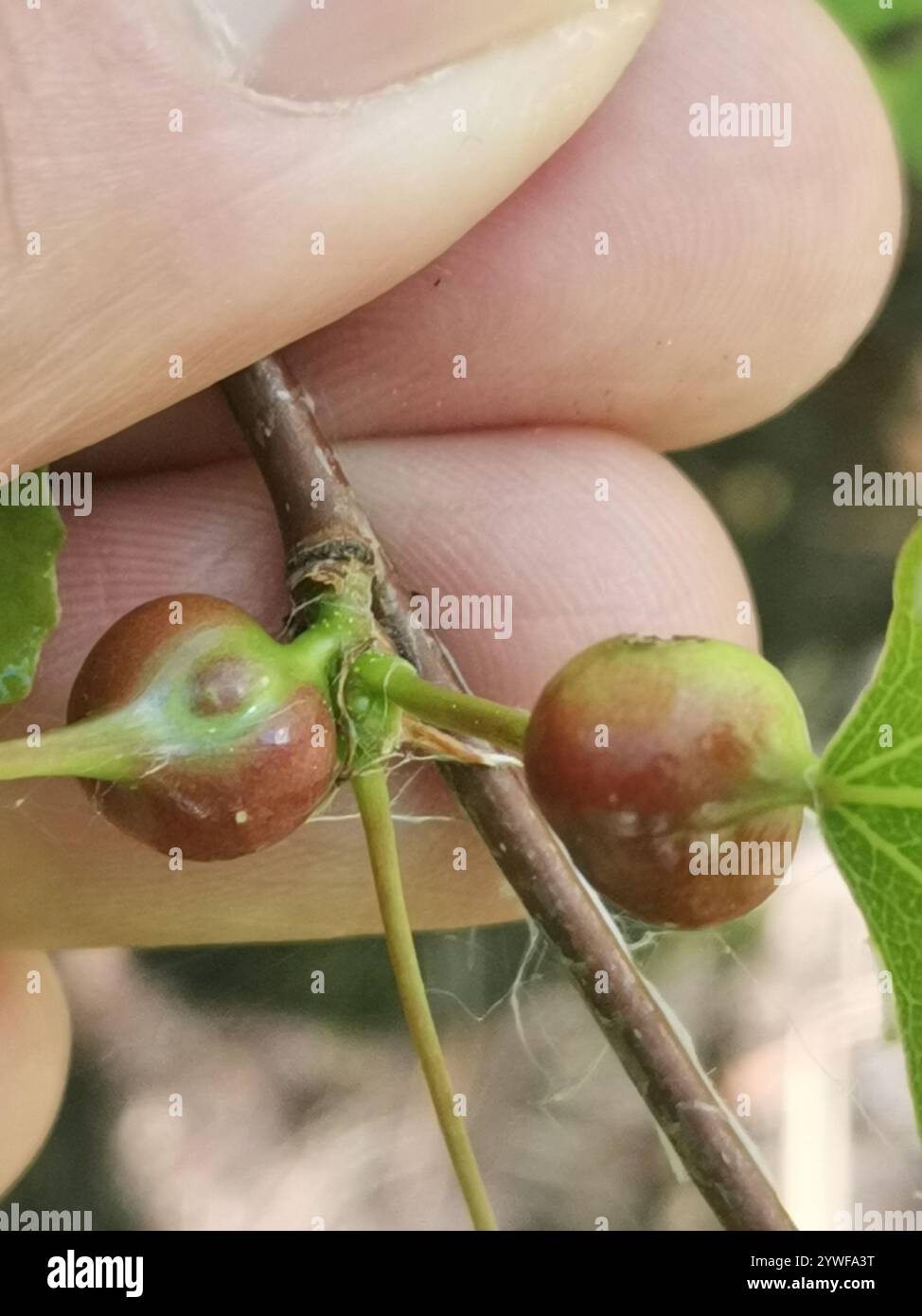 Poplar Leaf Gall Midge (Contarinia petioli Stock Photo - Alamy