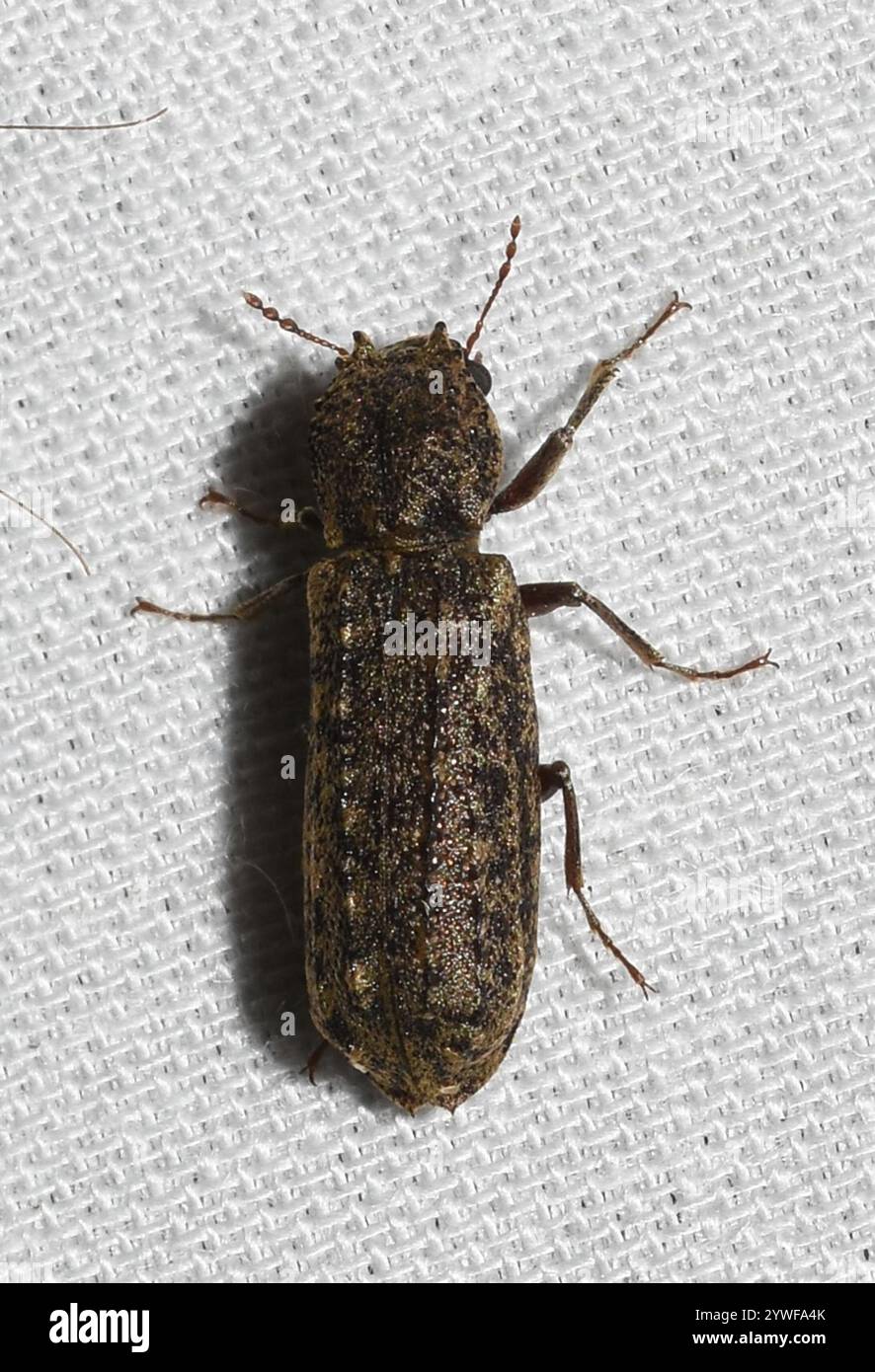 Two-horned Powder-post Beetle (Lichenophanes bicornis Stock Photo - Alamy