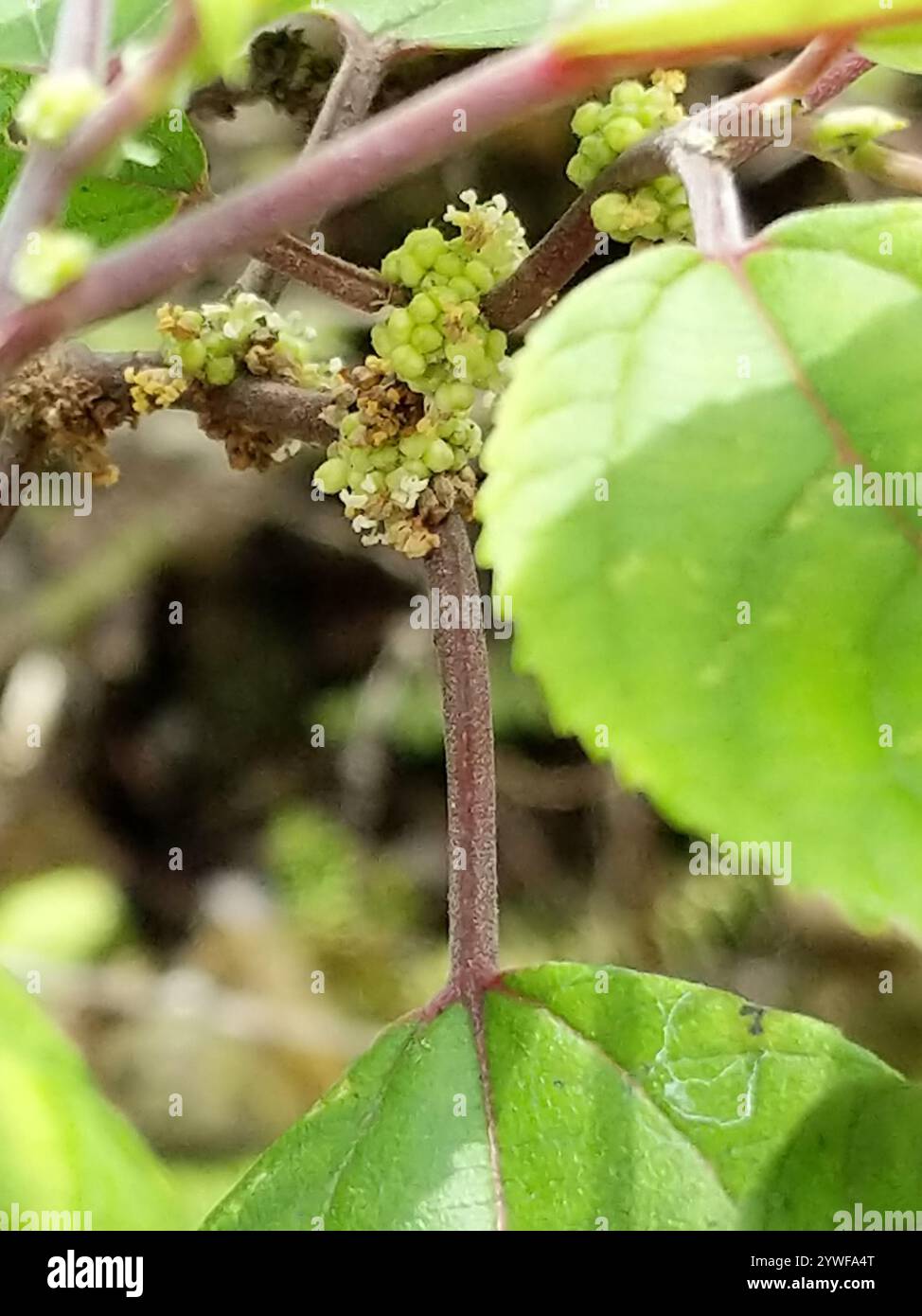 Māmaki (Pipturus albidus Stock Photo - Alamy