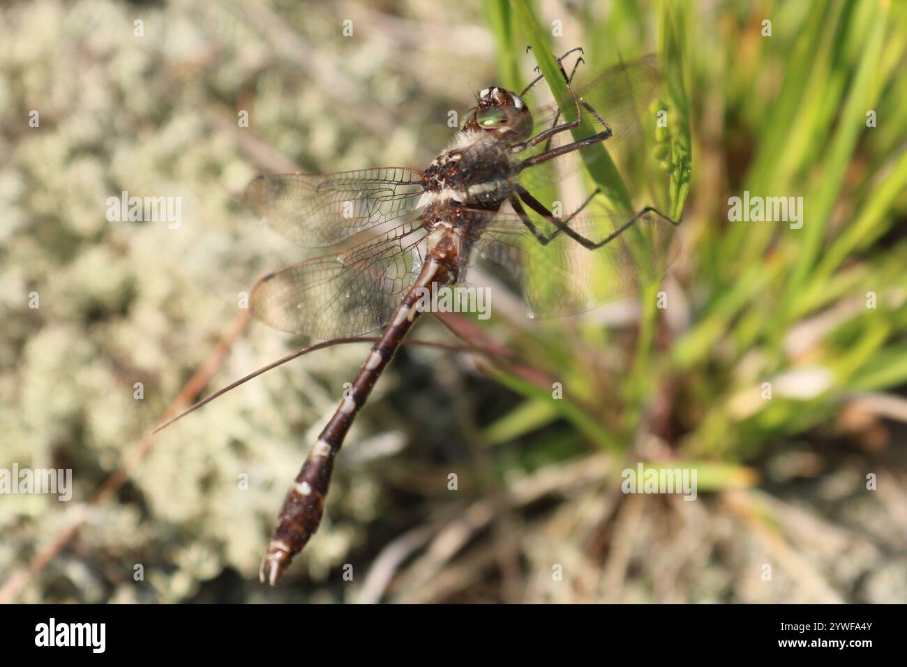 Stream Cruiser (Didymops transversa Stock Photo - Alamy