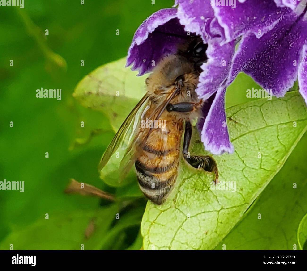 Western Honey Bee (Apis mellifera Stock Photo - Alamy
