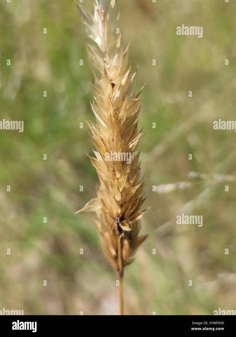sweet vernal grass (Anthoxanthum odoratum Stock Photo - Alamy