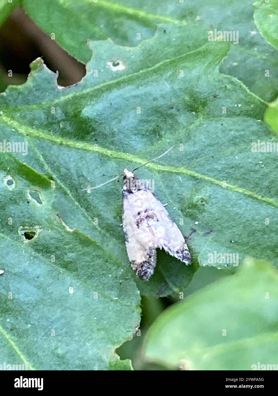 Little Conch (Neocochylis dubitana Stock Photo - Alamy