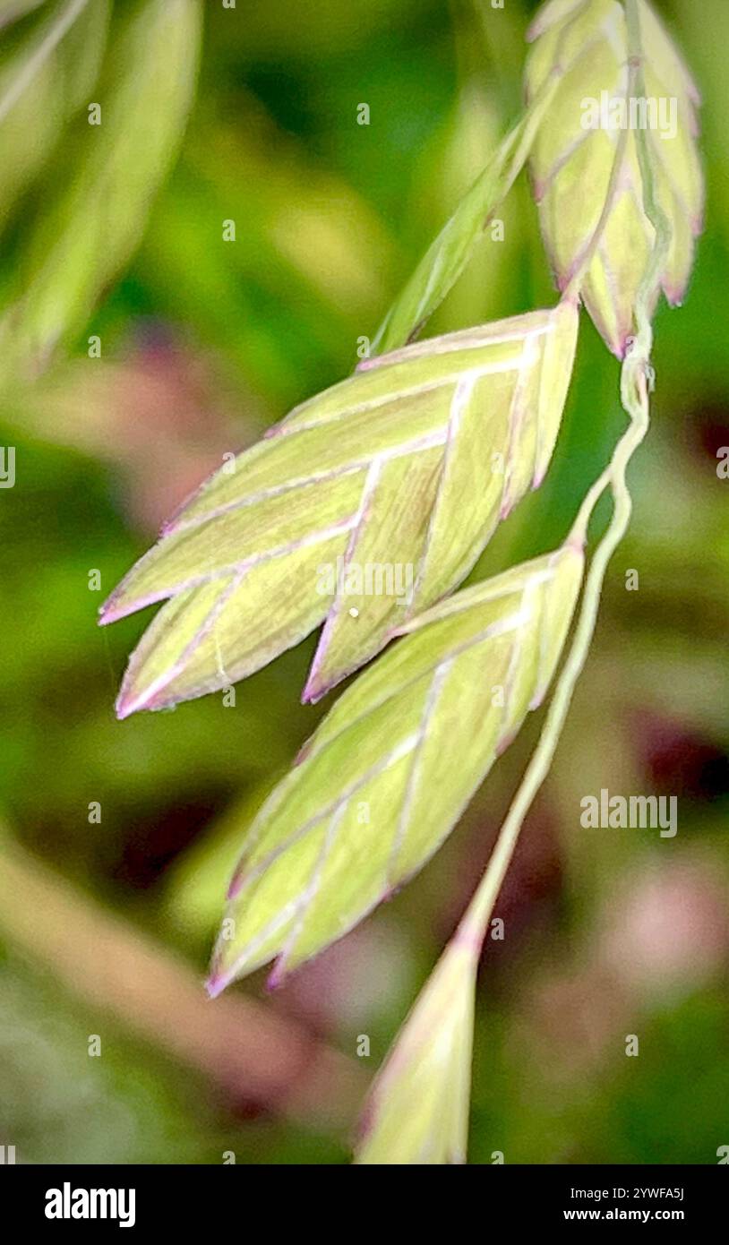 inland wood oats (Chasmanthium latifolium Stock Photo - Alamy