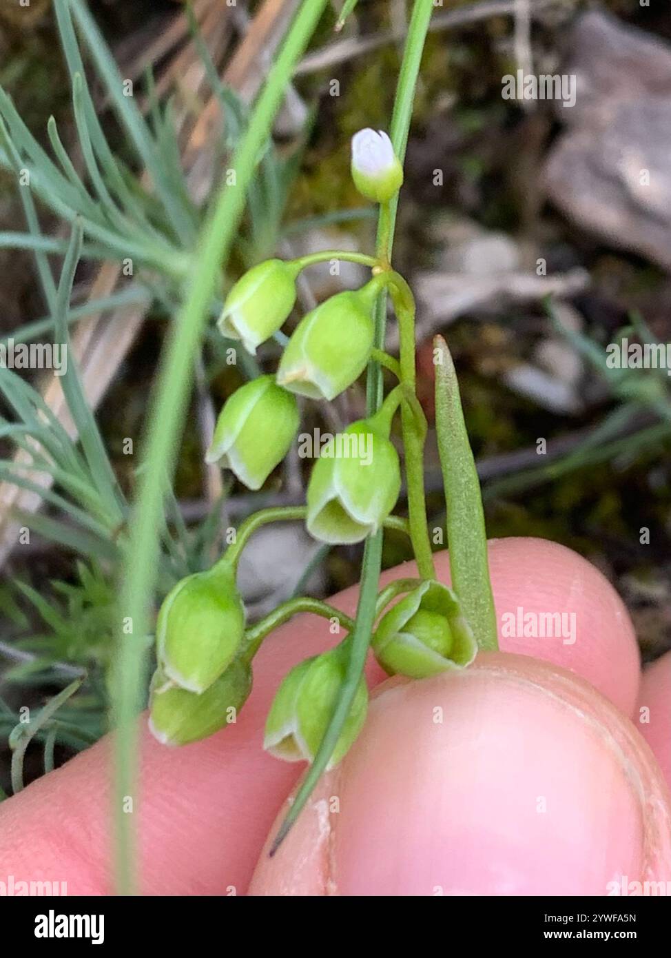 Narrow-leaved Montia (Montia linearis Stock Photo - Alamy