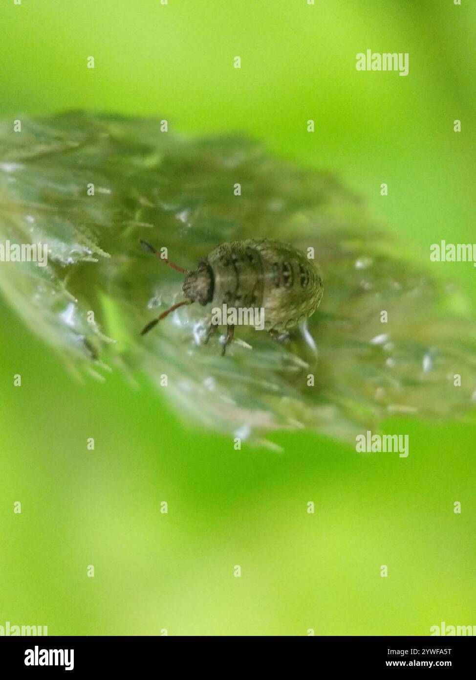 Pentatomomorph Bugs (Pentatomomorpha Stock Photo - Alamy