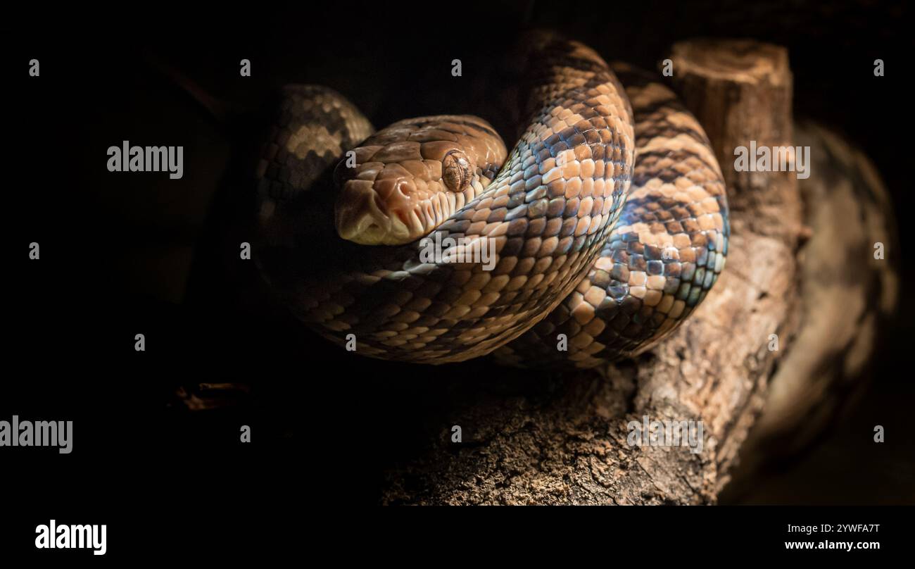 Colorful snake resting on a wooden branch during nighttime in a dark ...