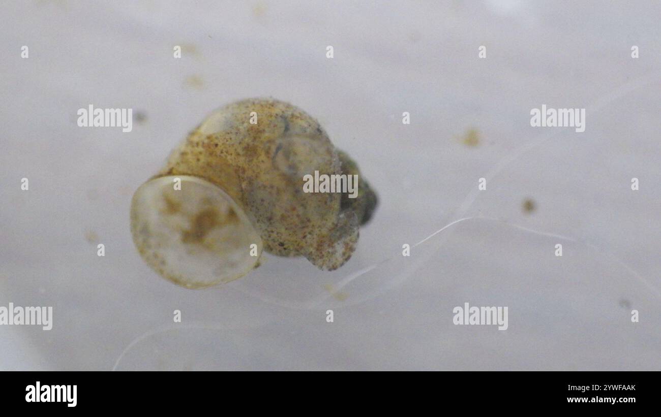 Hydrobiid Mud Snails (Hydrobiidae Stock Photo - Alamy