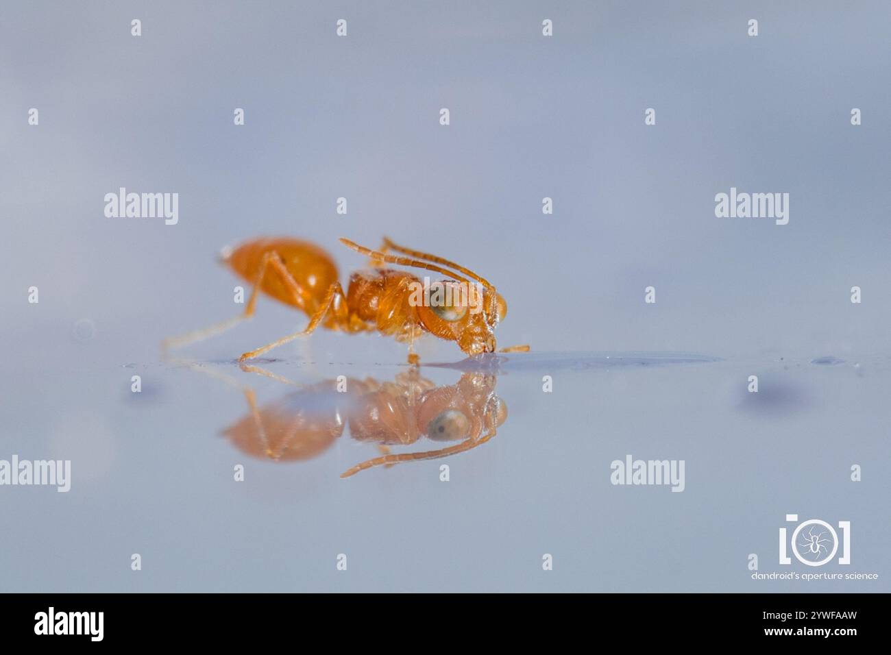 Pincer Wasps (Dryinidae Stock Photo - Alamy