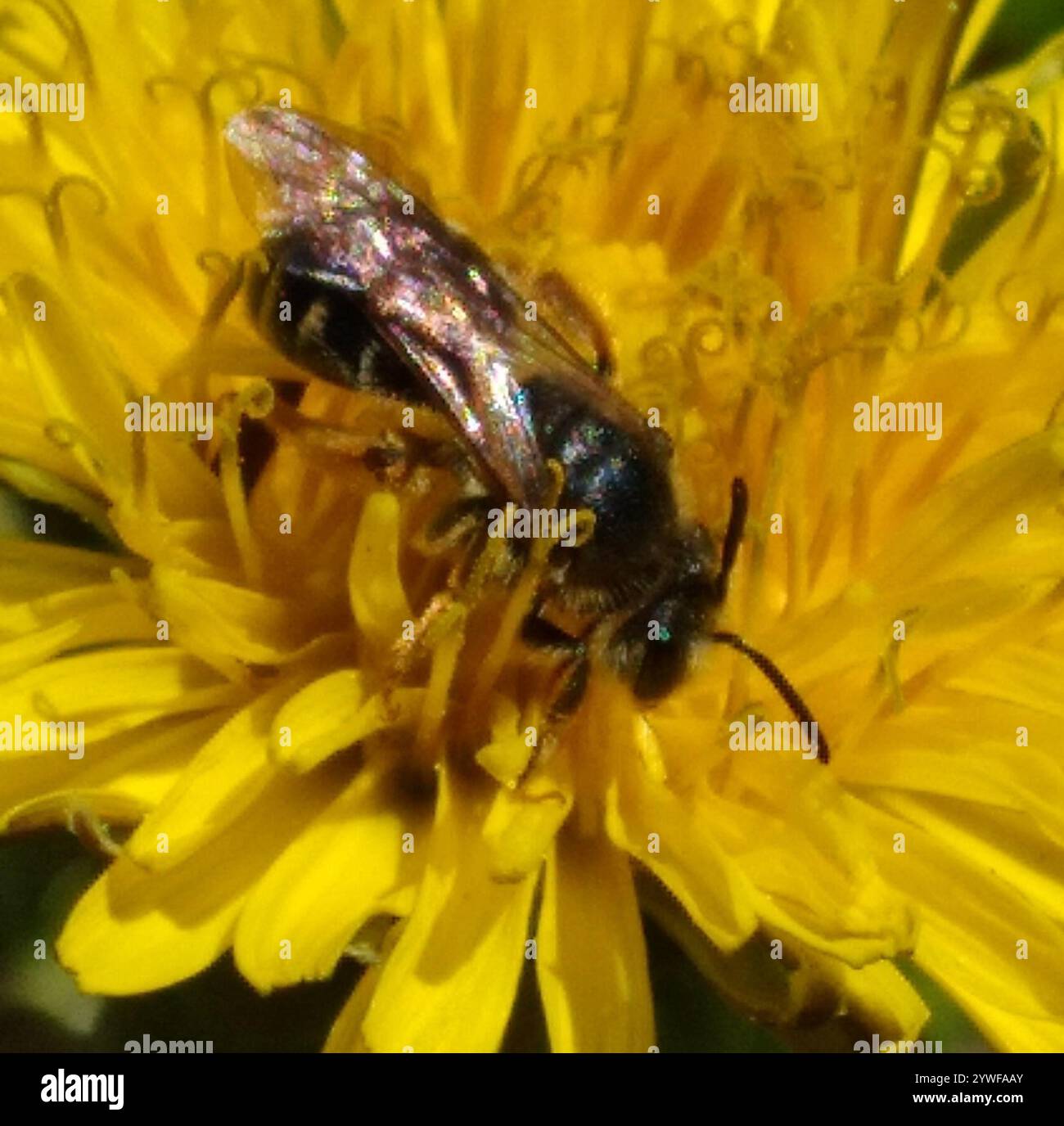 Mining Bees (Andrena Stock Photo - Alamy