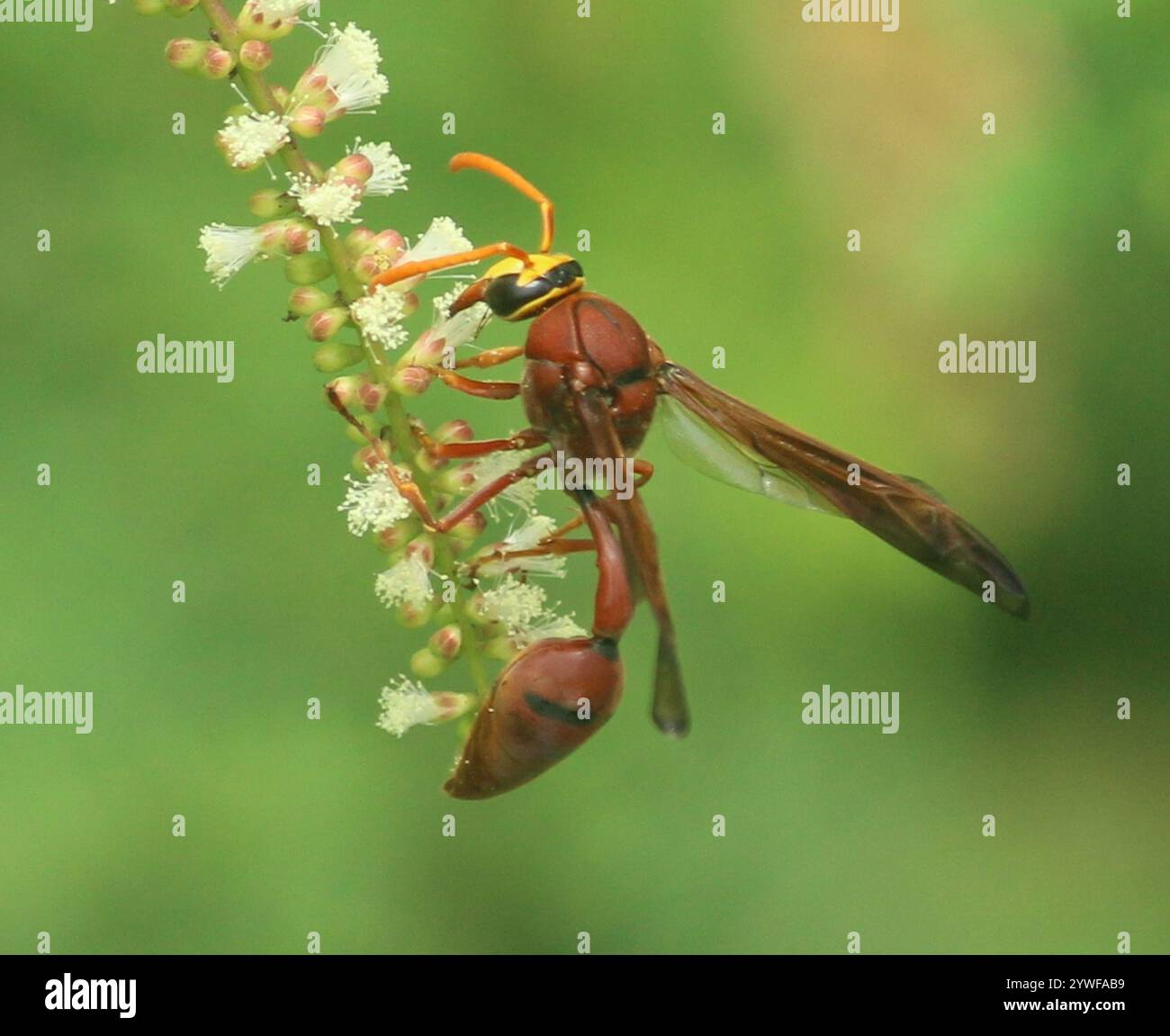 Conoideum hi-res stock photography and images - Alamy
