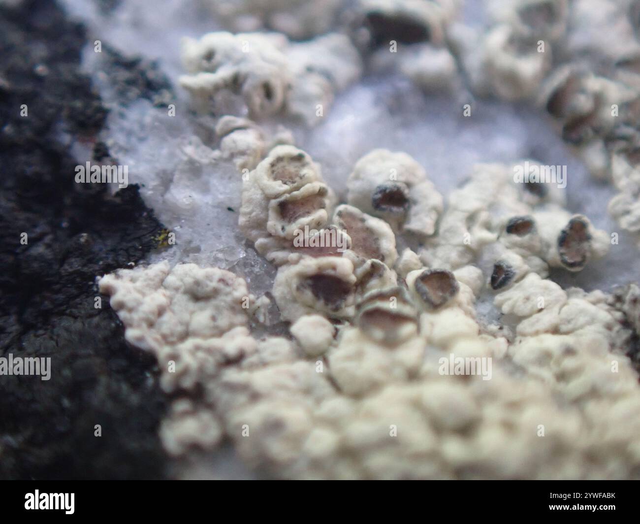 Ascomycete Fungi (Ascomycota Stock Photo - Alamy